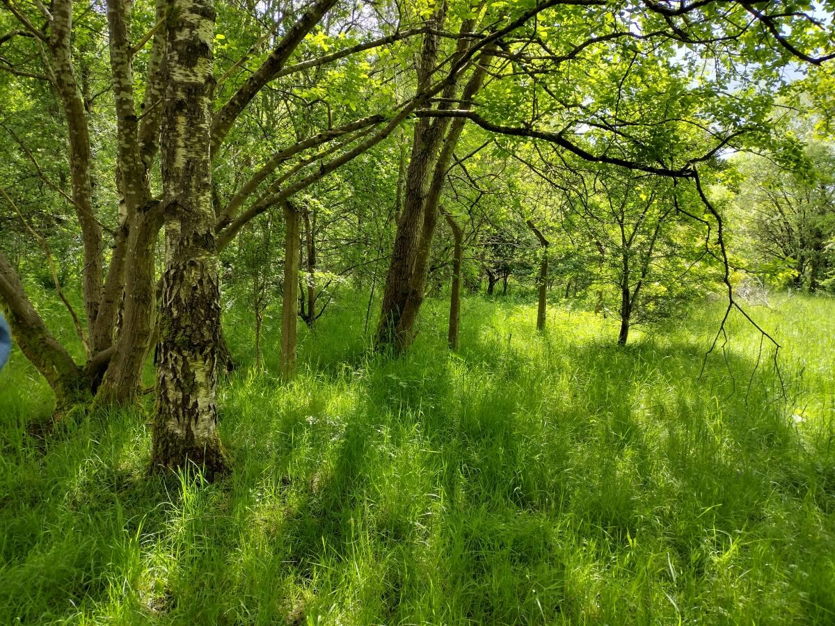 Cadder Woods - Green Action Trust